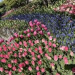 Tulip Festival in Skagit Valley Tour from Seattle - Exploring Small Towns and Natural Highlights