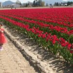 TULIP Festival @ Skagit Valley, La Conner & Deception Pass in SUV - Why Value Matters in This Tour
