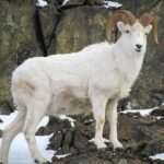 Turnagain Arm Tour - Who Will Love the Turnagain Arm Tour?