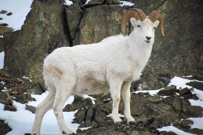 Turnagain Arm Tour - Who Will Love the Turnagain Arm Tour?