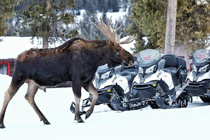 Turpin Meadow Ranch Snowmobiling in Jackson Hole - Is This Tour Worth the Price?