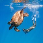 Turtle Canyon Snorkel: Semi Private Boat Tour - An Honest Look at the Turtle Canyon Snorkel: Semi-Private Boat Tour