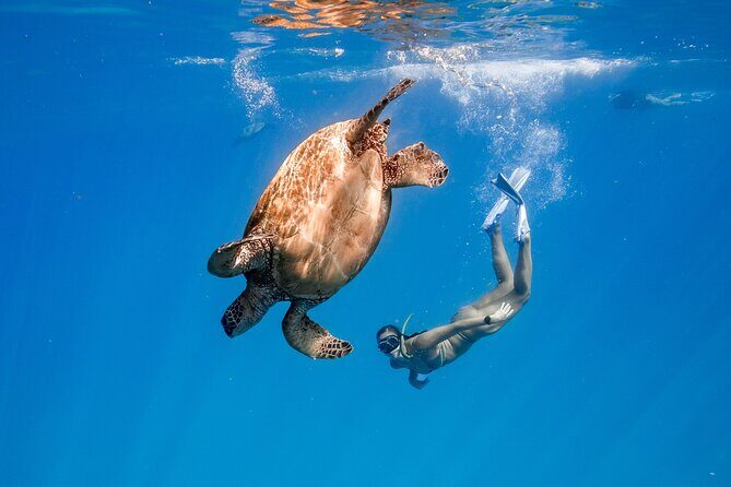 Turtle Canyon Snorkel: Semi Private Boat Tour - An Honest Look at the Turtle Canyon Snorkel: Semi-Private Boat Tour