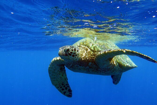 Turtle Canyon Waikiki Snorkel Adventure - The Gear & Amenities