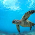 Turtle Reef Kayak Tour of Makena, Maui - Launching and Paddling: A Gentle Introduction