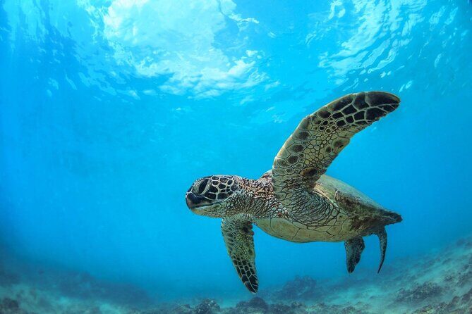Turtle Reef Kayak Tour of Makena, Maui - Launching and Paddling: A Gentle Introduction