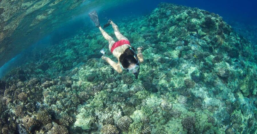 Turtle Reef Snorkel Adventure - What Reviewers Say and What You Can Expect