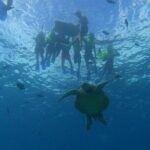 Turtle Snorkeling and Dole Plantation Guided Tour In Oahu - The Practical Aspects: What You Need to Know