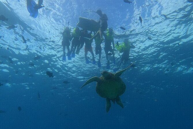 Turtle Snorkeling and Dole Plantation Guided Tour In Oahu - The Practical Aspects: What You Need to Know