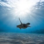 Turtle Snorkeling Boat Tour and Adventure in Waikiki - Practical Details & Tips