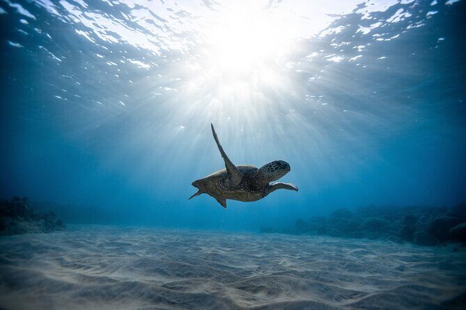 Turtle Snorkeling Boat Tour and Adventure in Waikiki - Practical Details & Tips