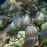 Turtle Town Clear Kayak & Snorkel Tour (10:30am-1pm) - What Do Travelers Say?
