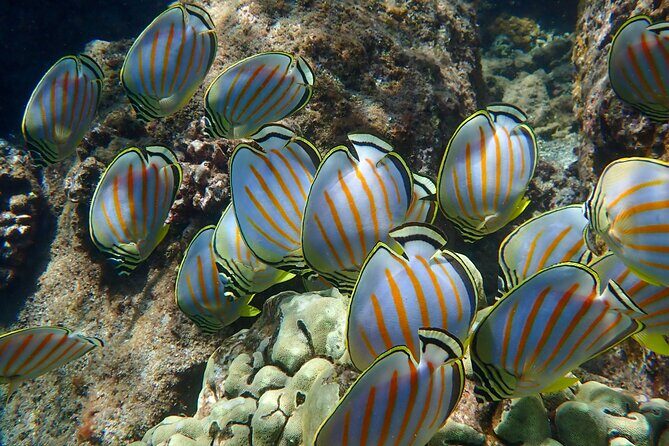 Turtle Town Clear Kayak & Snorkel Tour (10:30am-1pm) - What Do Travelers Say?