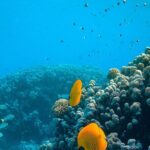 Turtle Town Snorkel with Photo and Video - What to Expect at Turtle Town