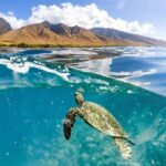 Turtles & Tacos Luxury Catamaran Snorkel - Who Will Love This Tour?