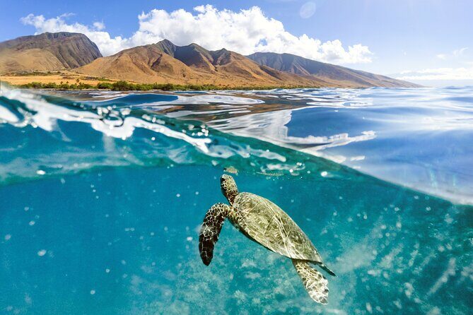Turtles & Tacos Luxury Catamaran Snorkel - Who Will Love This Tour?