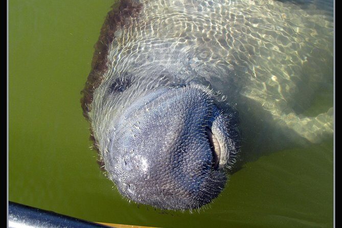 Two-Hour Everglades National Park Dolphin, Birding and Wildlife Boat Tour - The Real Value: Is It Worth the Price?