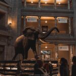 Two Smithsonian Museums Private Tour: American & Natural History - Final Thoughts: Who Will Love This Tour?