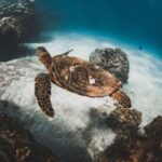 Two Stop Deluxe Molokini Snorkel - What You Can Expect on the Day