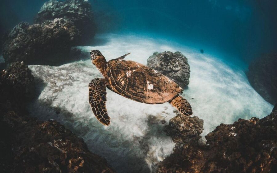 Two Stop Deluxe Molokini Snorkel - What You Can Expect on the Day