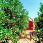 U-Pick - Tangerine and Lemon Picking at Sunmist Tangerine Farm - Practical Tips for a Smooth Experience