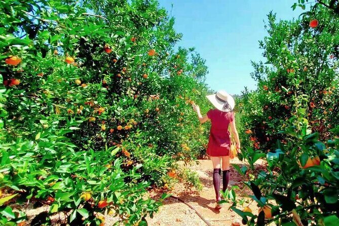 U-Pick - Tangerine and Lemon Picking at Sunmist Tangerine Farm - Practical Tips for a Smooth Experience