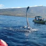 Ultimate 2 Hour Exclusive VIP Whale Watch Tour - The Price and Its Value
