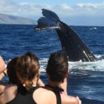Ultimate 2 Hr Exclusive VIP Whale Watch Tour from Kaanapali Beach - An Insider’s Look at the Ultimate 2-Hour VIP Whale Watch Tour from Kaanapali Beach