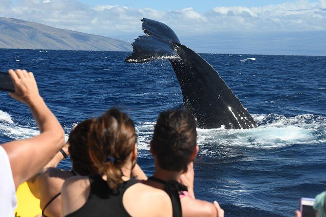 Ultimate 2 Hr Exclusive VIP Whale Watch Tour from Kaanapali Beach - An Insider’s Look at the Ultimate 2-Hour VIP Whale Watch Tour from Kaanapali Beach