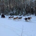 Ultimate Husky dog sledding experience in Latvia - Private tour from Riga - Why This Tour Is a Good Deal