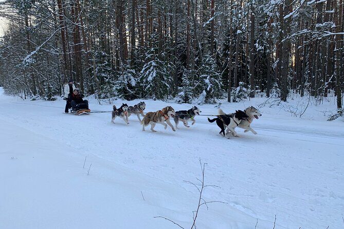 Ultimate Husky dog sledding experience in Latvia - Private tour from Riga - Why This Tour Is a Good Deal