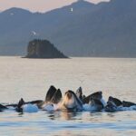 Ultimate Juneau Whale Watch Plus Mendenhall Glacier Photo Stop - Key Points
