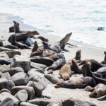 Ultimate La Jolla Self-Guided Driving & Walking Audio Tour Bundle - What Travelers Say: The Realities of the Tour