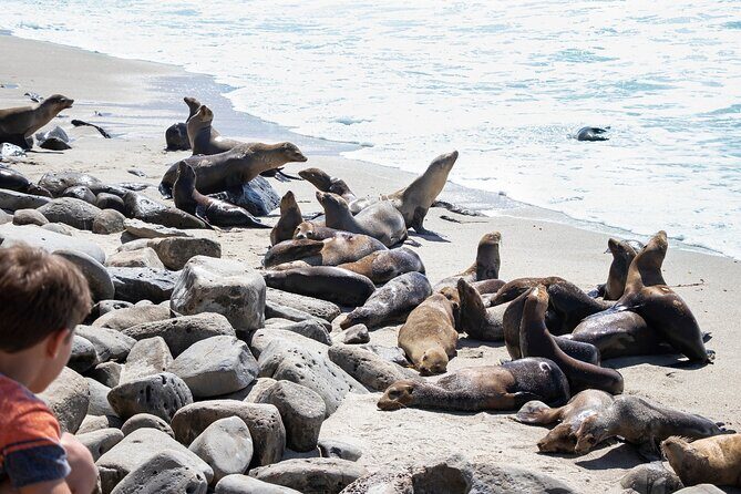 Ultimate La Jolla Self-Guided Driving & Walking Audio Tour Bundle - What Travelers Say: The Realities of the Tour