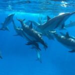 Ultimate Ocean Encounters Midday Snorkel - Who Will Love This Tour?