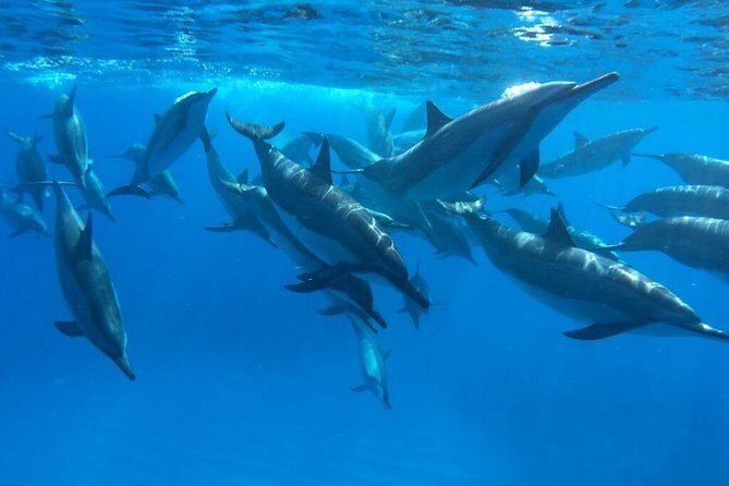 Ultimate Ocean Encounters Midday Snorkel - Who Will Love This Tour?