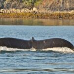 Ultimate Whale Watch and Tracy's Crab Shack Combo - The Value for Money
