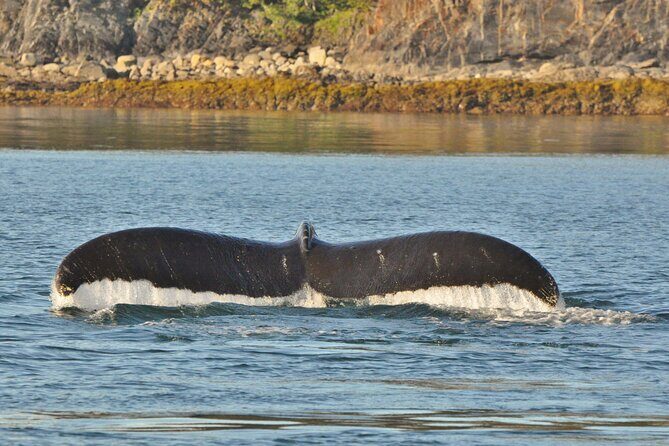 Ultimate Whale Watch and Tracy's Crab Shack Combo - The Value for Money