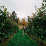 Ulvik: Cider Flight with 4 Types of Cider or Apple Juice - Who Will Love This Tour?