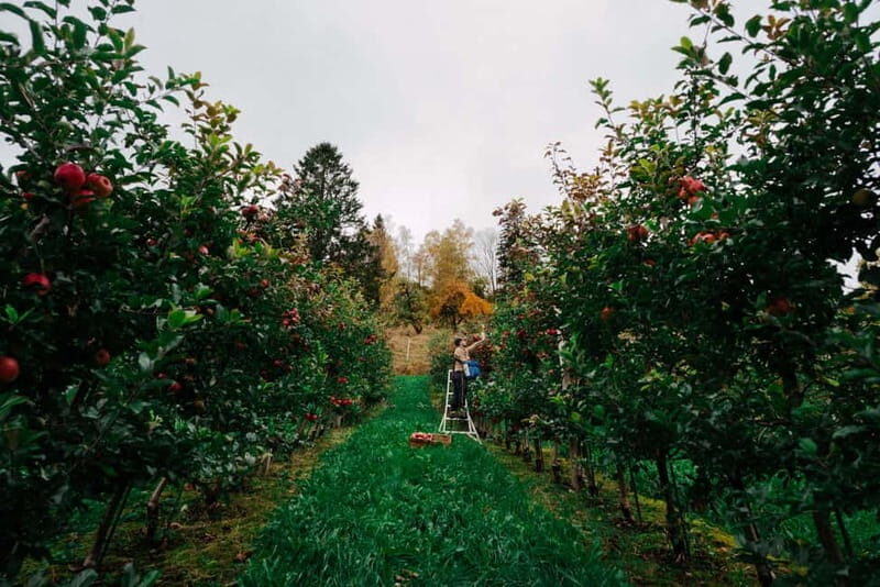 Ulvik: Cider Flight with 4 Types of Cider or Apple Juice - Who Will Love This Tour?