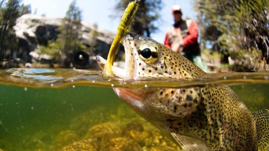 Upper Colorado River Guided Fly Fishing Trip - Who Will Love This Tour?