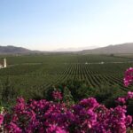 Valle de Guadalupe Winery and Vineyard Tour from San Diego - Key Points