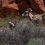 Valley of Fire Guided Hiking Tour and Mojave Desert Adventure - The Itinerary Breakdown