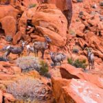 Valley of Fire State Park Day Tour from Las Vegas - Deep Dive into the Itinerary