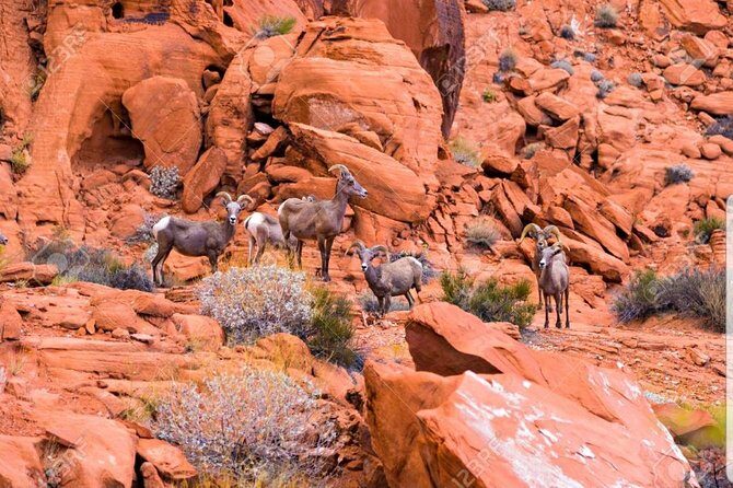 Valley of Fire State Park Day Tour from Las Vegas - Deep Dive into the Itinerary