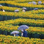 Van Gogh Museum Tour excluding Entrance Tickets - The Highlights of the Tour