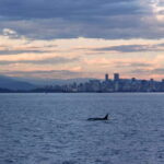 Vancouver: Covered Whale Watching Adventure with Free Photos - Who Should Consider This Tour?