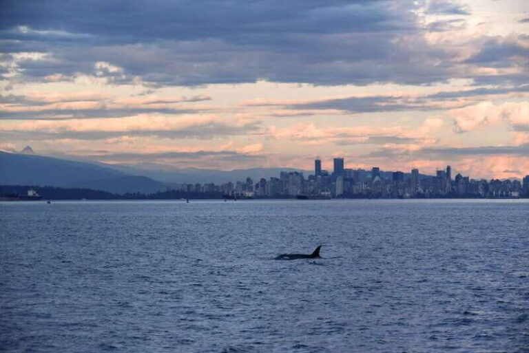Vancouver: Covered Whale Watching Adventure with Free Photos - Who Should Consider This Tour?
