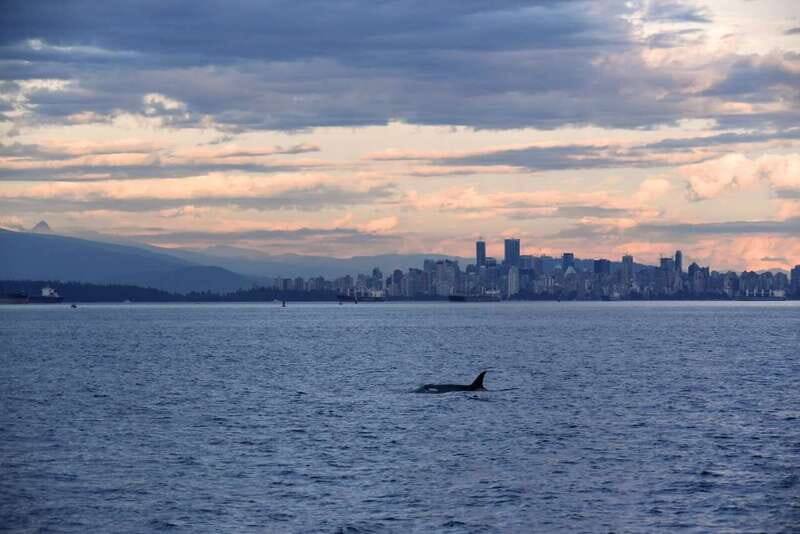 Vancouver: Covered Whale Watching Adventure with Free Photos - Who Should Consider This Tour?