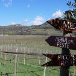Verona - Cellar Tour and Tasting of NATURAL WINES - A Closer Look at the Itinerary